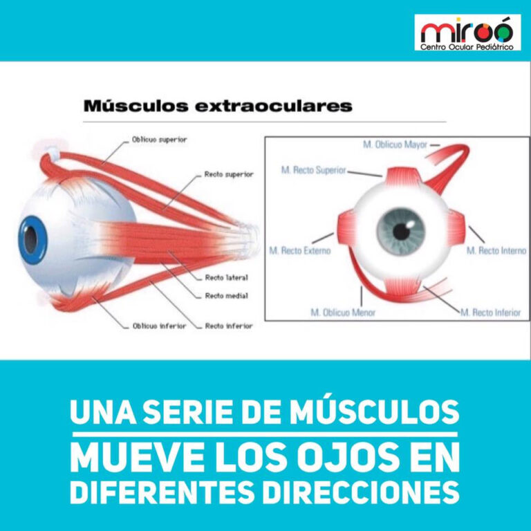 Anatomía del Ojo Humano – Miroo