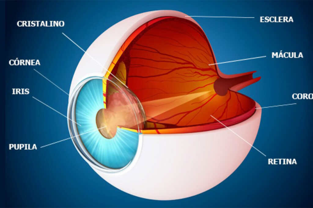Anatomía del Ojo Humano – Miroo